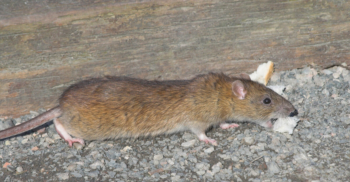 QUIZ: Hvad ved du om rotter?