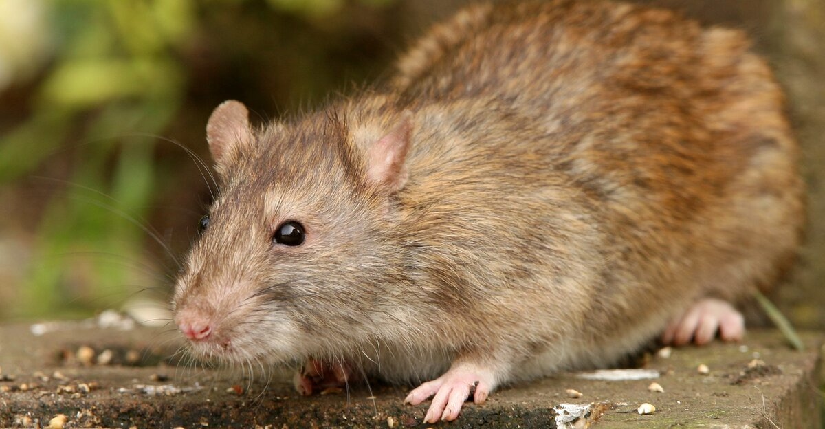 Sådan slipper du for rotter i haven