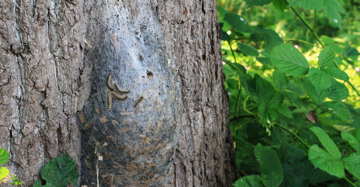 Uskyldig larve kan ligne “larven fra helvede”