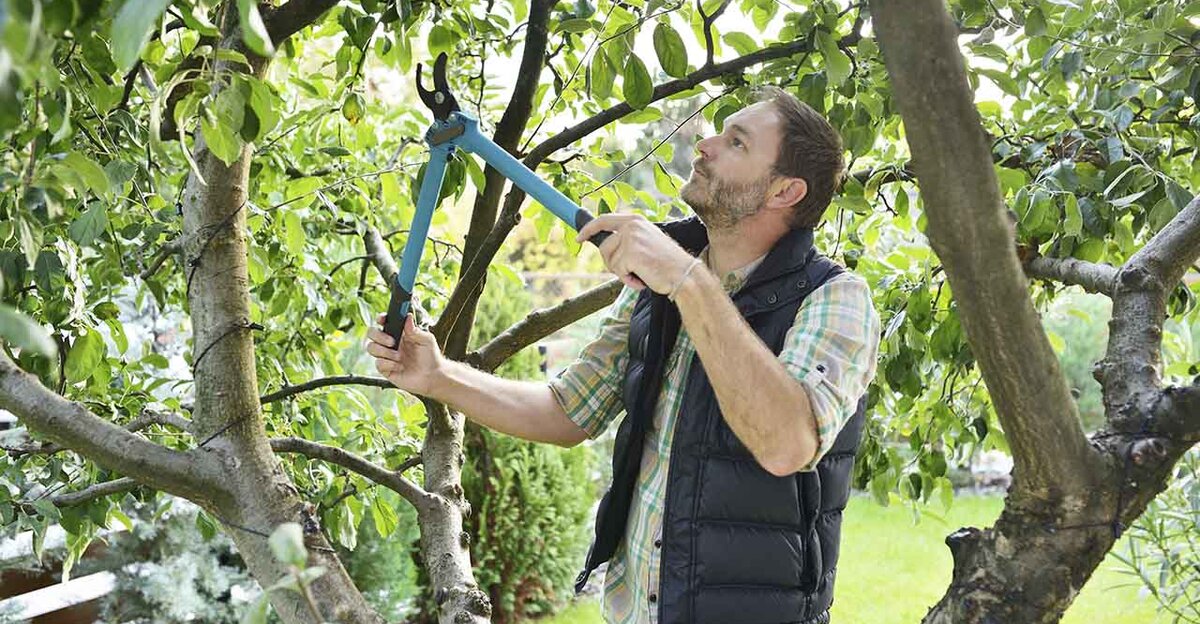 Beskæring af træer, buske | Hvordan og hvornår?