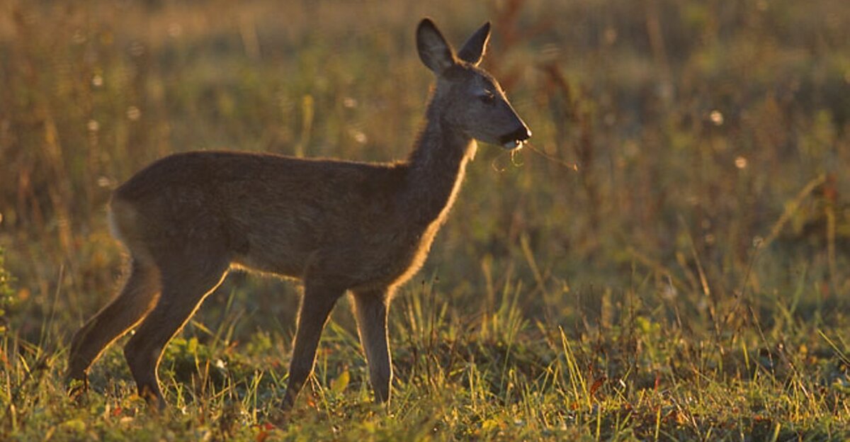 Rådyr i haven | Sådan håndterer du dem på bedste vis