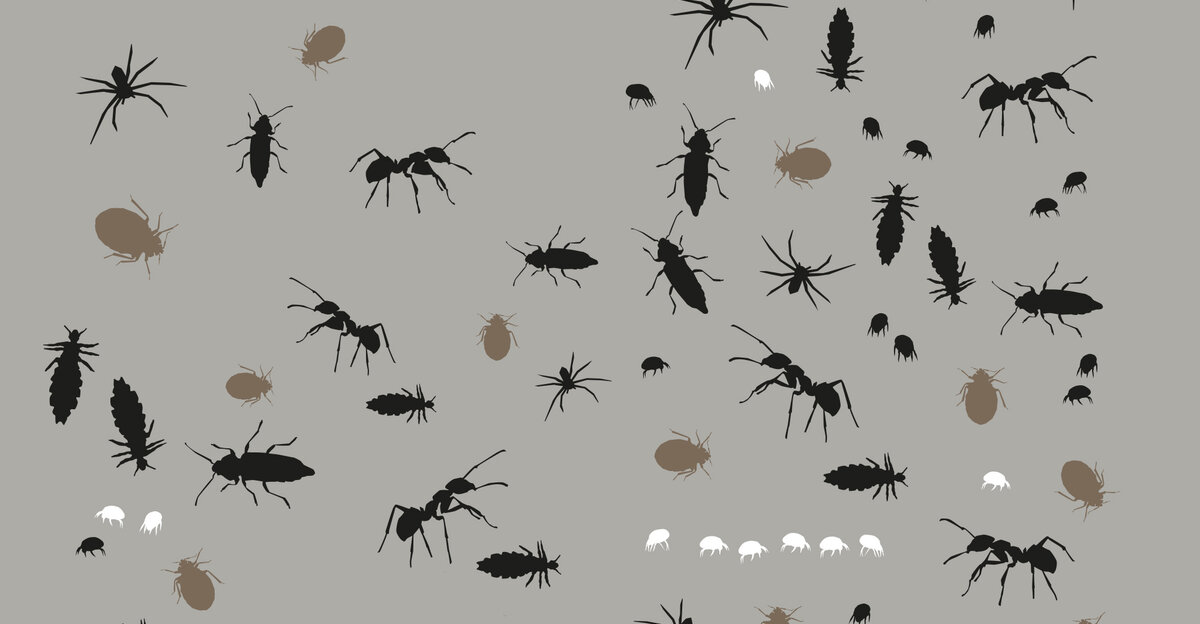 Kryb og skadedyr er overalt