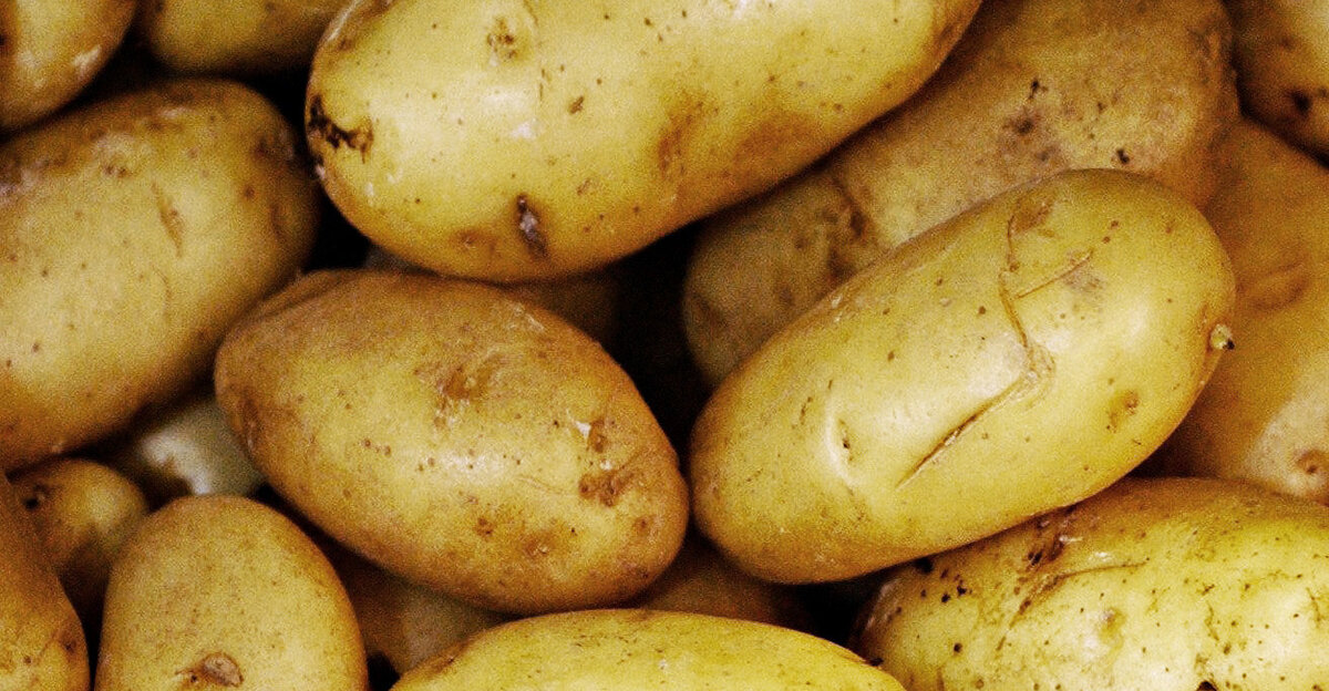 Sådan dyrker du kartofler - få grundig vejledning til kartoffeldyrkning her