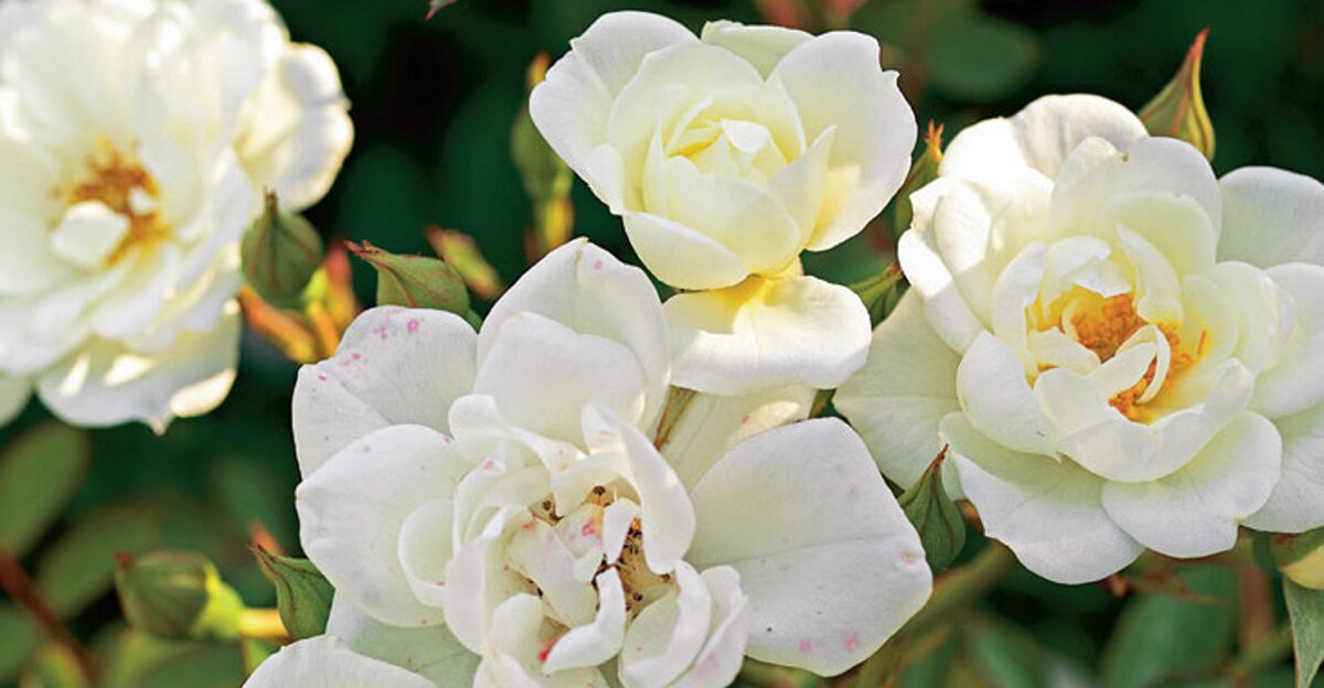 Hvilke typer roser skal du vælge? Læs om de forskellige typer her