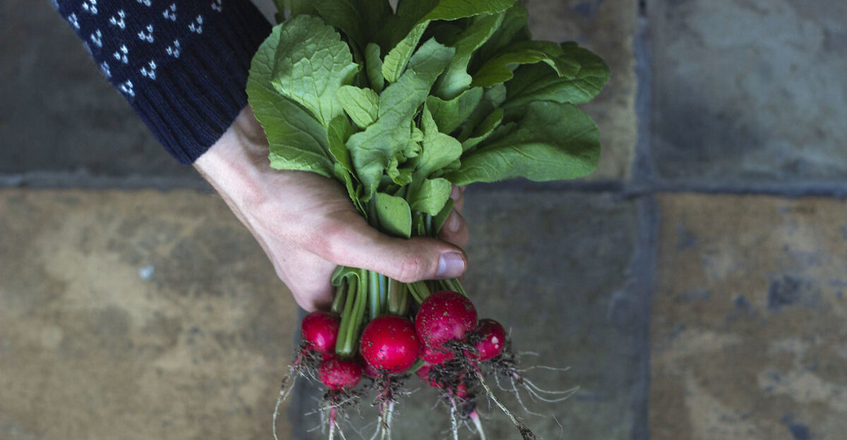 Sådan dyrker du radiser