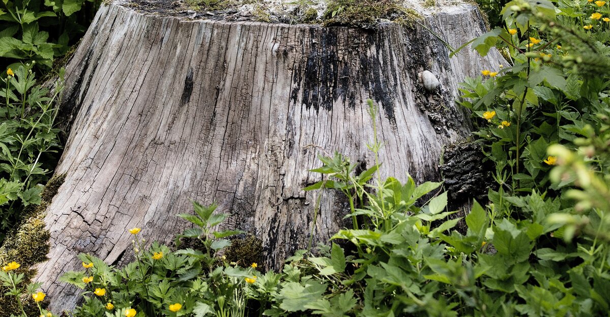 Brug ikke salpetersyre til at fjerne en træstub - Læs hvorfor