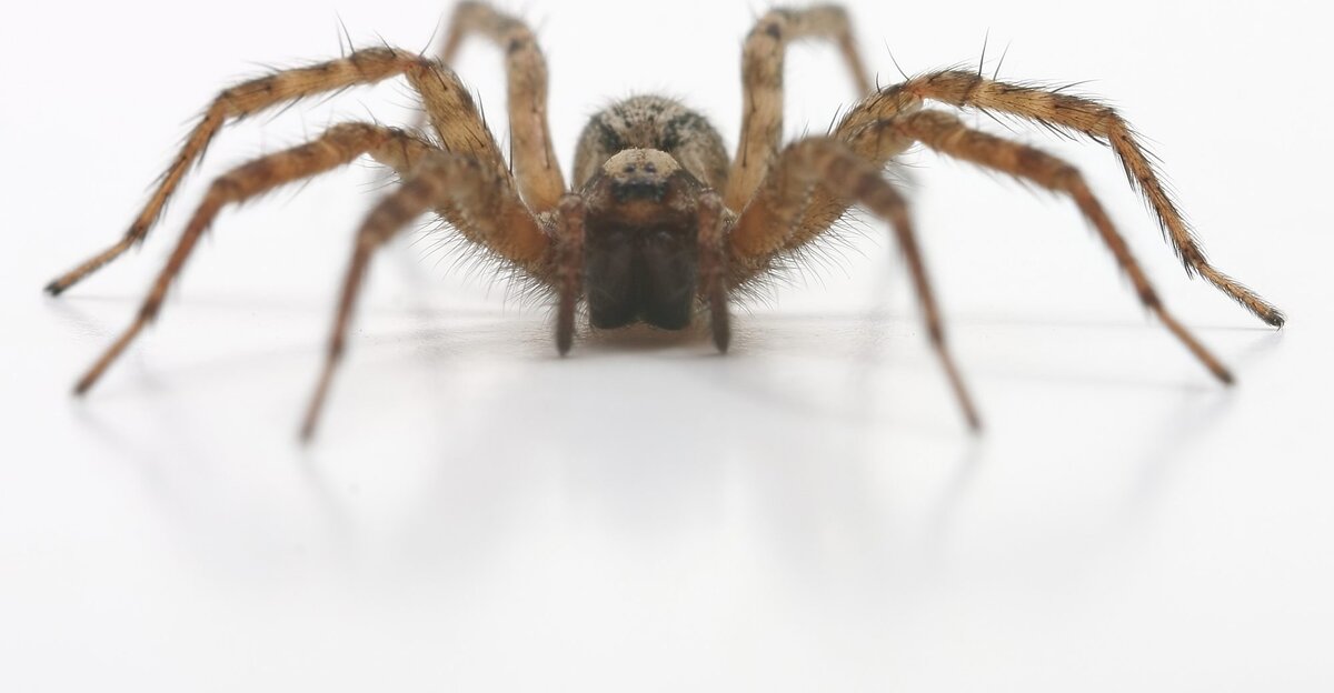 Edderkop i boligen | Få svar på 4 gode spørgsmål om spindlerne