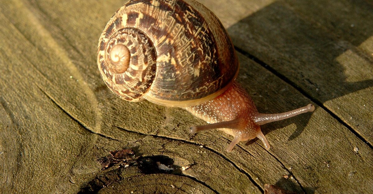 Snegle i haven | Hvordan kender du forskel på om de er nyttedyr eller ...