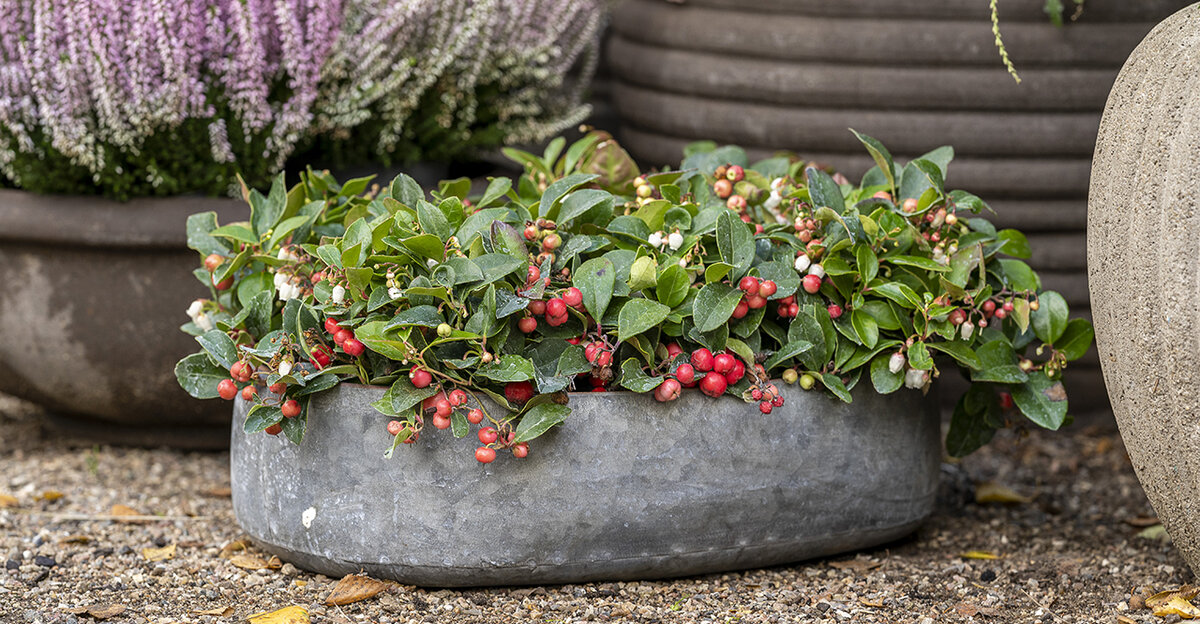 6 smukke planter til vinterens krukker på terrassen og altanen