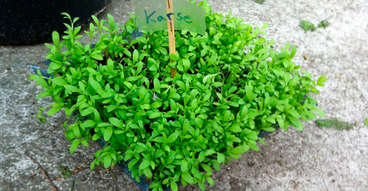 Sådan dyrker du karse - Dyrk i enten vat eller jord - Bolius