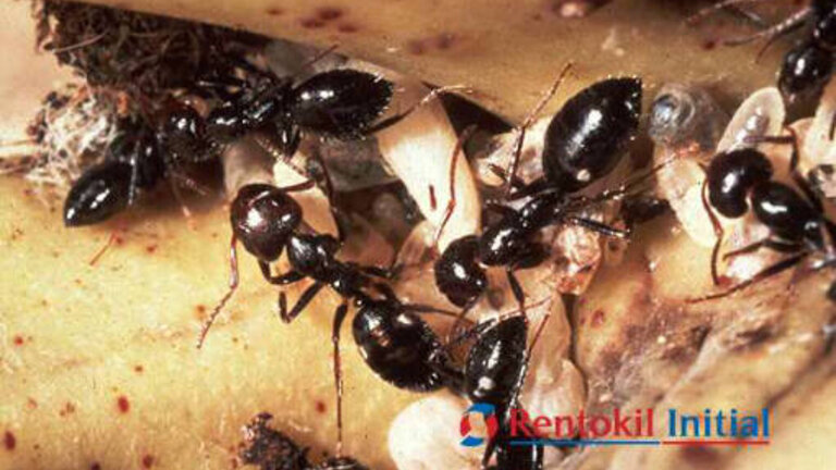 Fjern og bekæmp myrer på terrassen - sådan