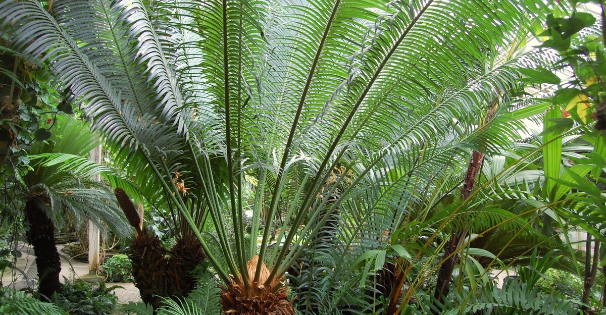 7 gode råd til palmer i danske haver | Sådan dyrker du palmer i din have