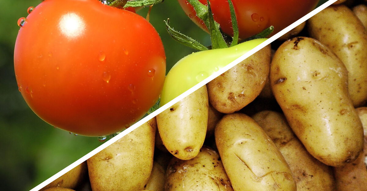 Få kartofler og tomater på én gang med planten TomTato