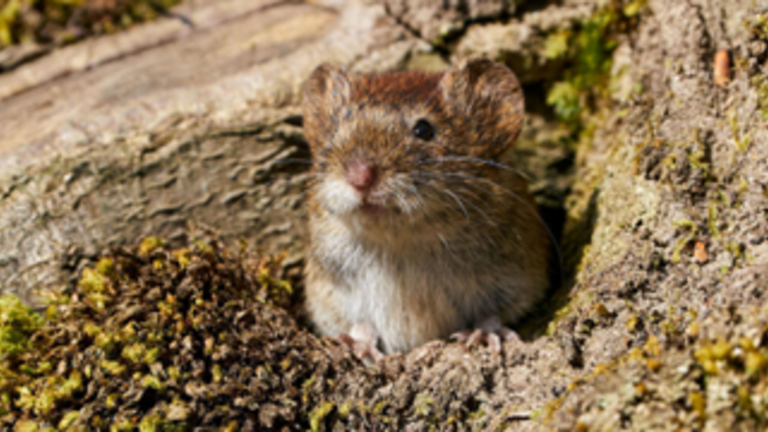 Mosegris i haven | Få 6 råd til effektiv bekæmpelse