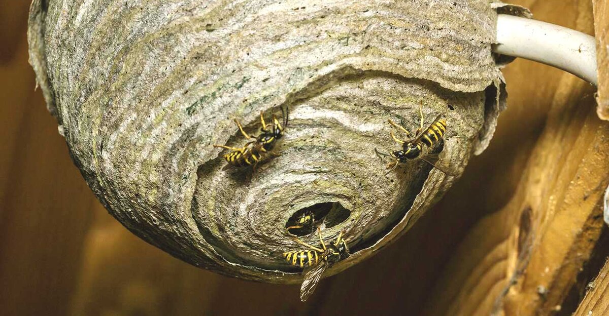 Generes du af hvepse i haven? Se, hvordan du fjerner et hvepsebo