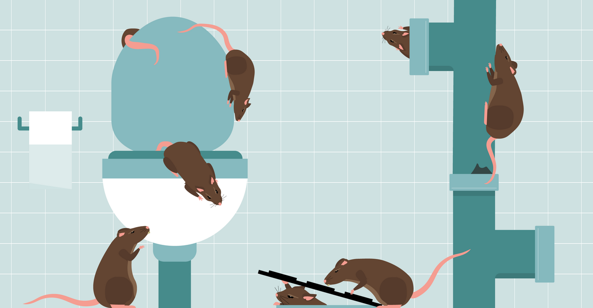 Bliv fri for rotter - Læs om effektiv rottesikring og bekæmpelse af rotter