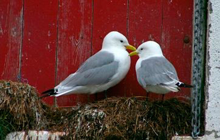 Undgå måger | Sådan kommer du af med mågeskrig og mågelort