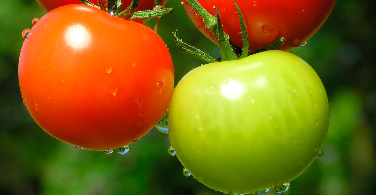 5 gode råd ti lækre tomater i drivhuset