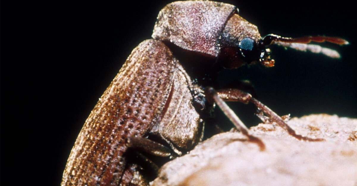 Borebiller | Sådan bekæmper du de skadelige borebiller og deres larver