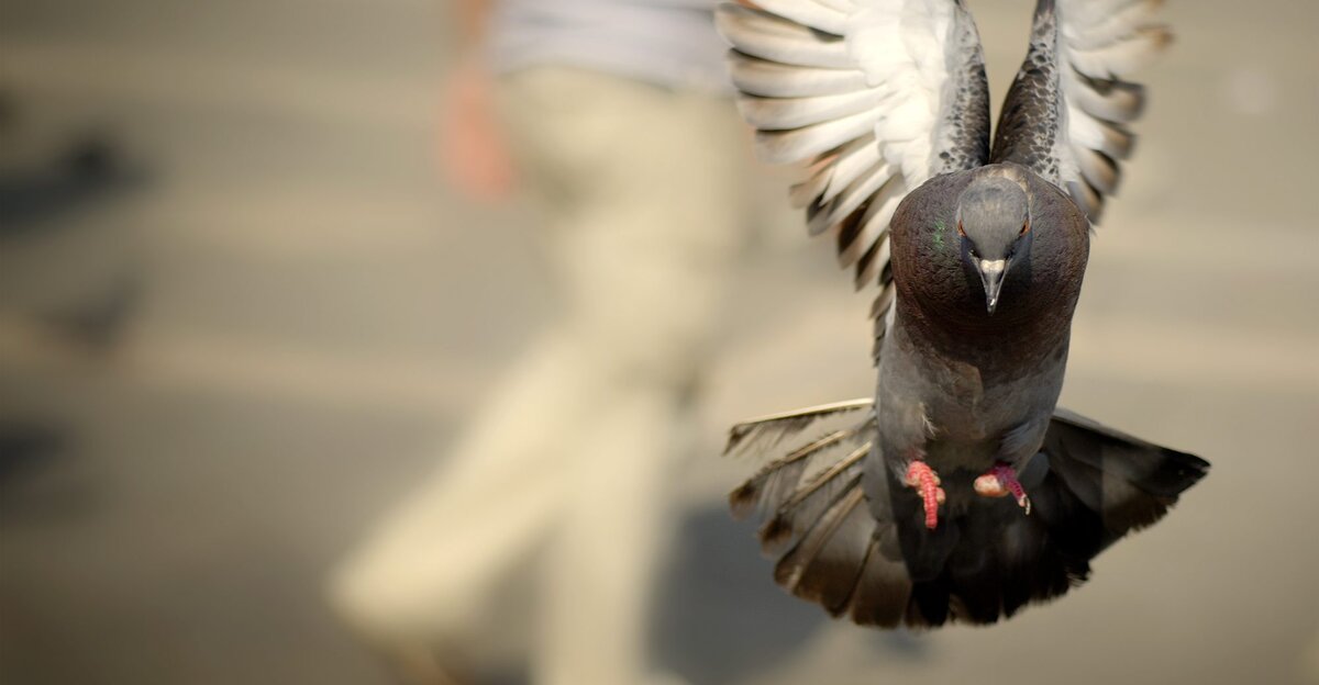 Hold duerne væk | Læs her, hvordan du undgår duer hos dig