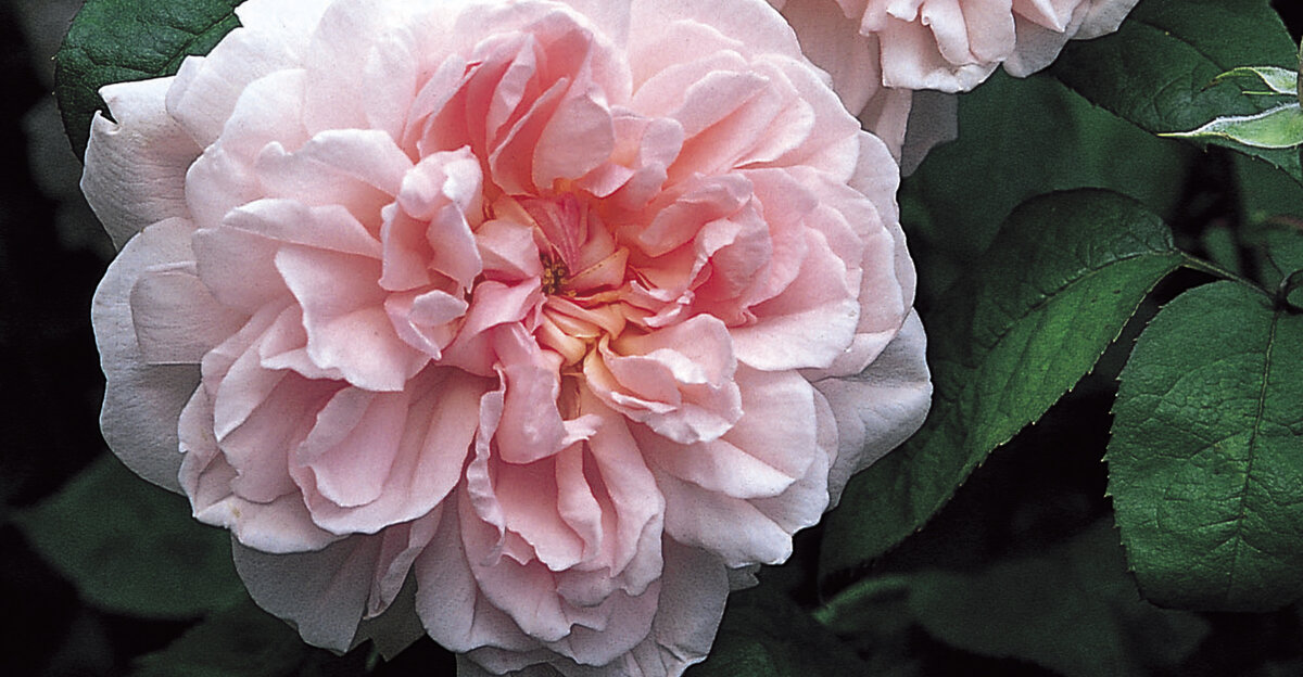 Giv din have farve og duft med engelske roser - få inspiration her